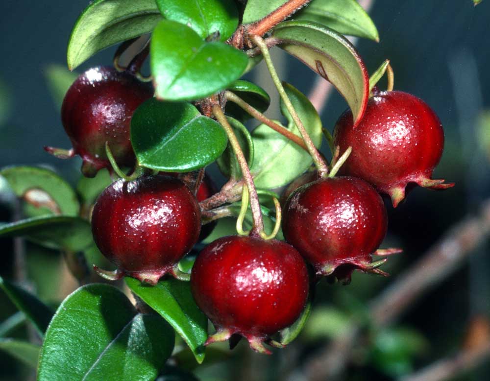 Chilean Guava | Buy Fruit Trees & Berry Plants | Restoring Eden
