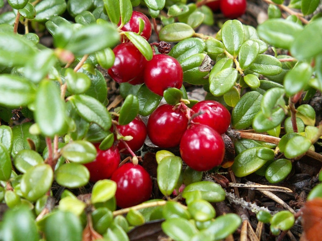 Cranberry | Buy Fruit Trees & Berry Plants | Restoring Eden