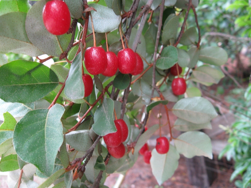 Goumi (Sweet Scarlet) - Restoring Eden