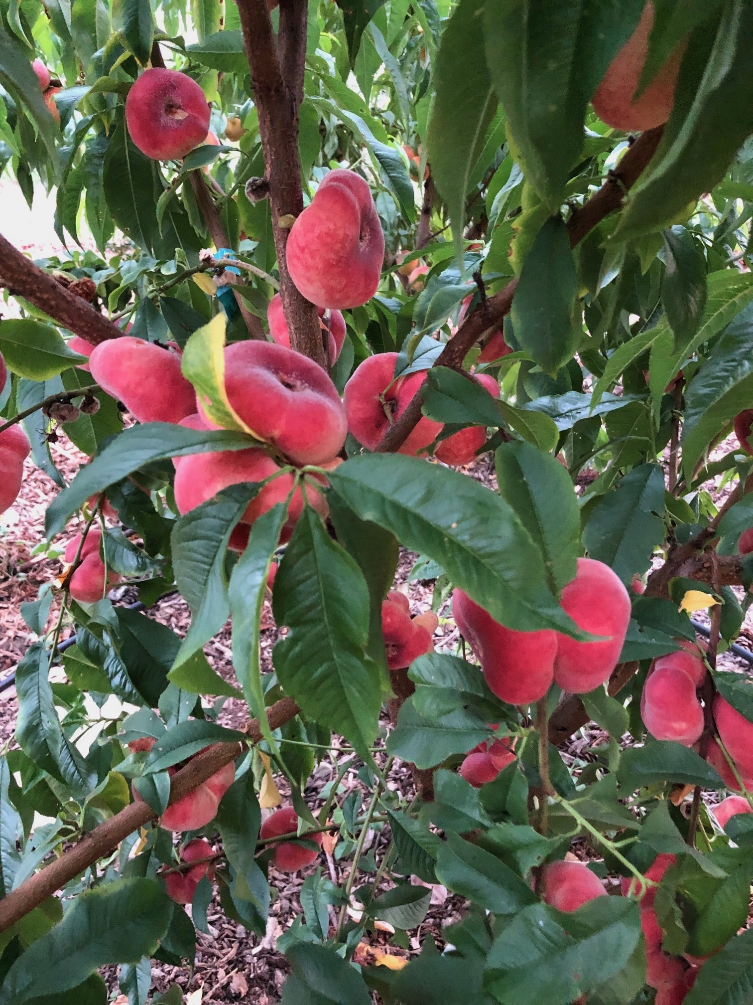 Donut-Peach-Stark-Saturn-.jpg | Restoring Eden