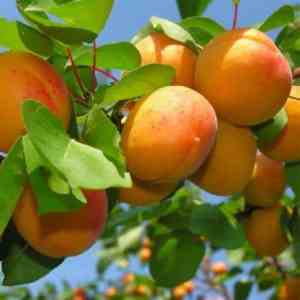Harglow Apricot Tree – Late-Blooming, Cold-Hardy Apricot
