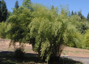Clumping Bamboo (Scabrida) | Bamboo