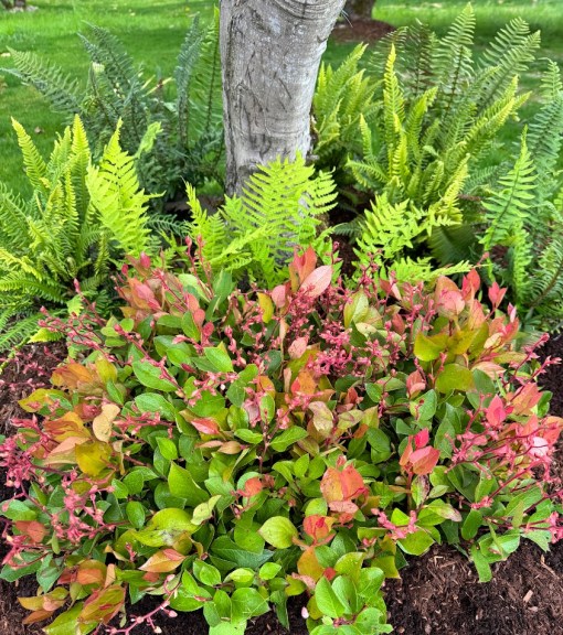 Salal (Cascade Sunrise) | Evergreen Edibles