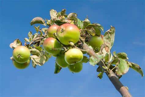 Columnar-Apple-Tree-Urban-Blushing-1.jpg - Restoring Eden