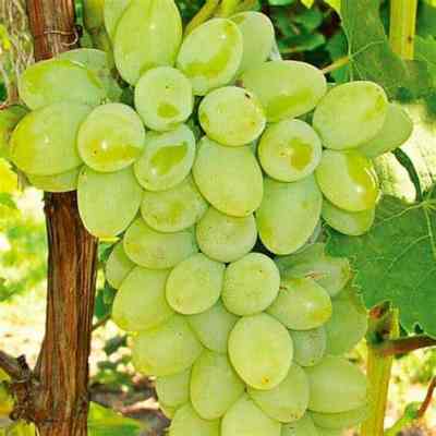 Grape Vine (Neptune) | Grape Vines