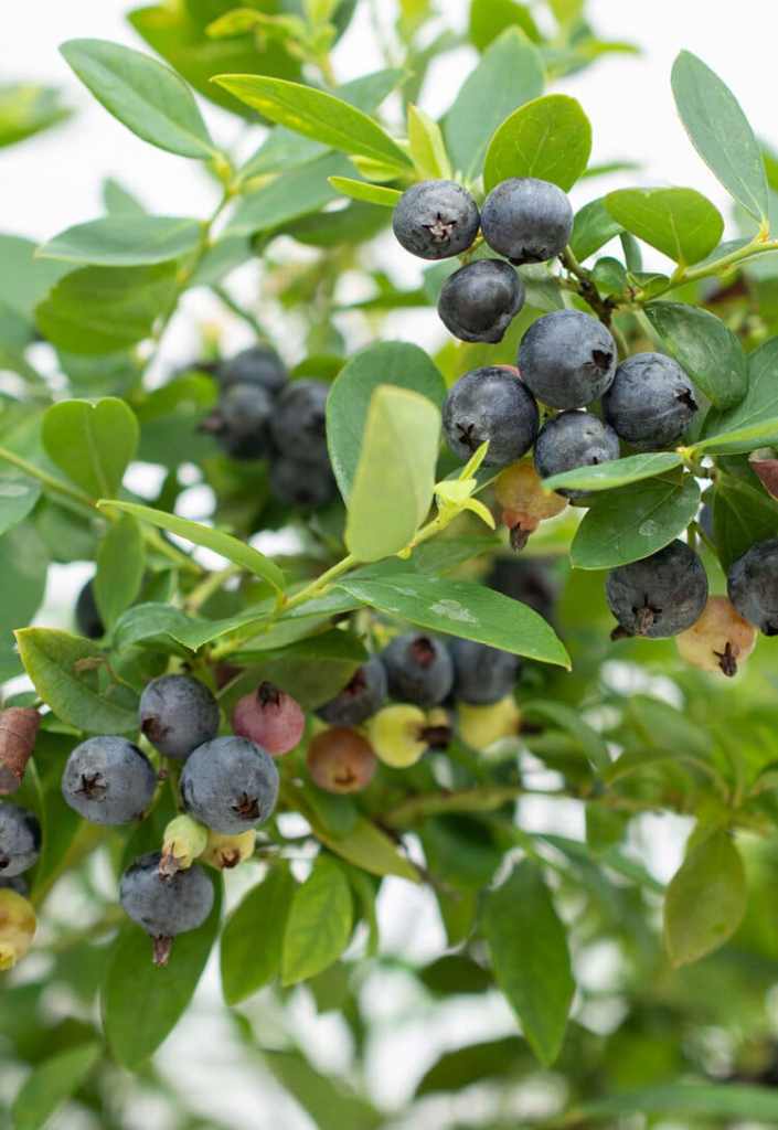 Blueberry (Sapphire Cascade) | Berries