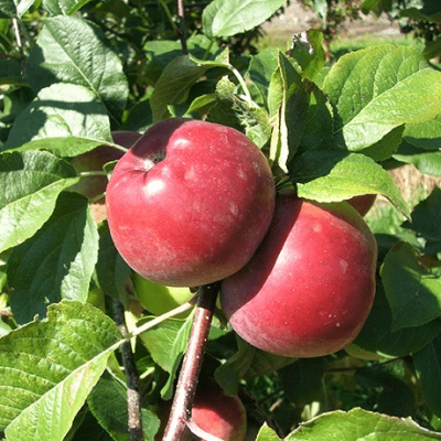 Apple Tree (Liberty) | Apple