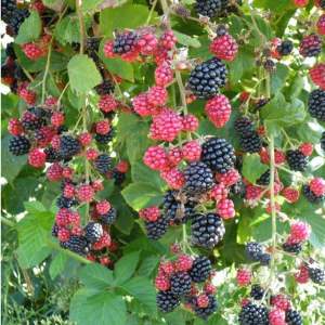 Blackberry (Chester) | Berries