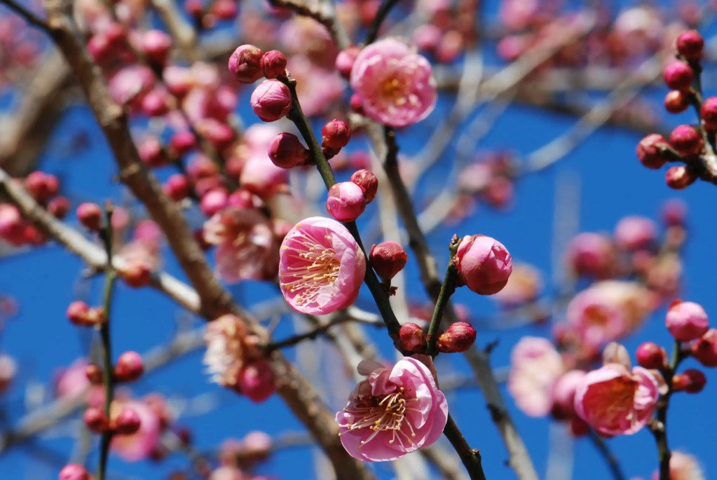 Japanese Double Pink Flowering Apricot Tree | Japanese Ume Apricot