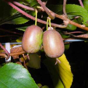 Ken’s Red Kiwi Berry (Hardy Kiwi) Vine | Red-Fleshed Kiwiberries