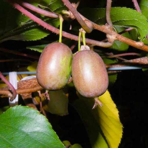 Ken’s Red Kiwi Berry (Hardy Kiwi) Vine | Red-Fleshed Kiwiberries