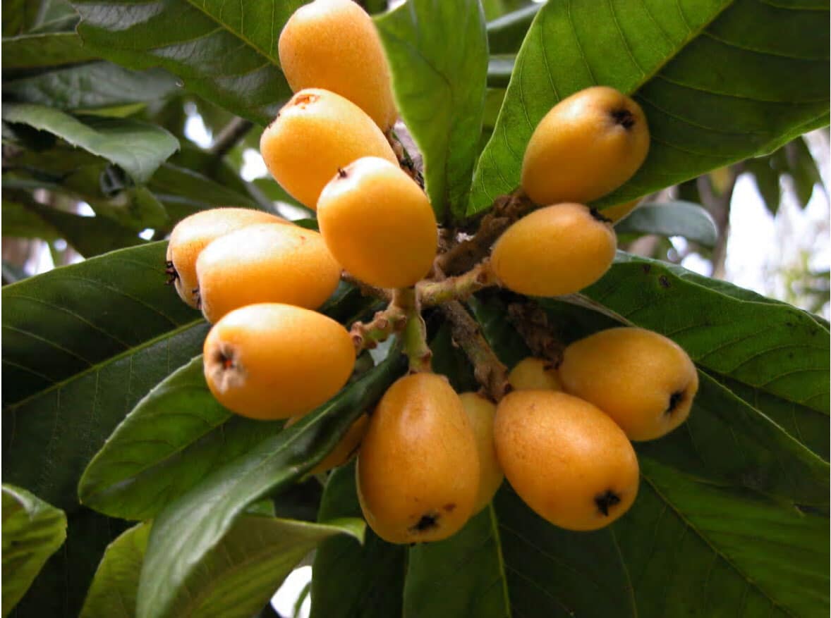 Loquat (Premier Dwarf) | Fruit Trees