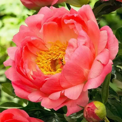 Peony (Coral Sunset) | Beauty
