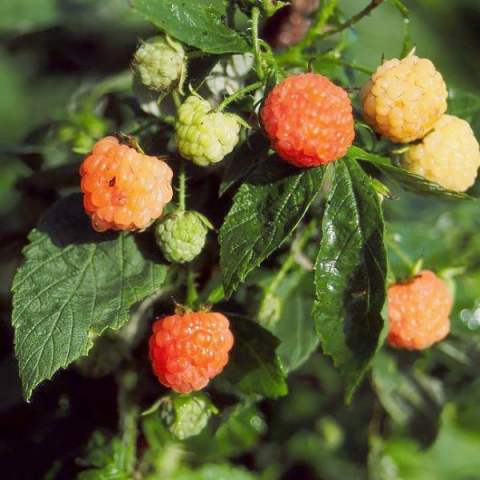 Raspberry Plant (Fall Gold) | Berries