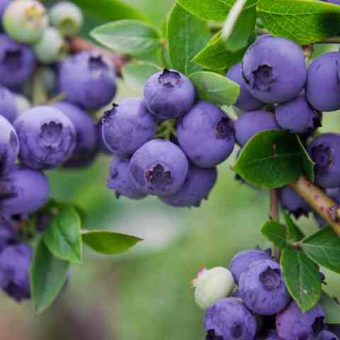 Blueberry | Buy Fruit Trees & Berry Plants | Restoring Eden