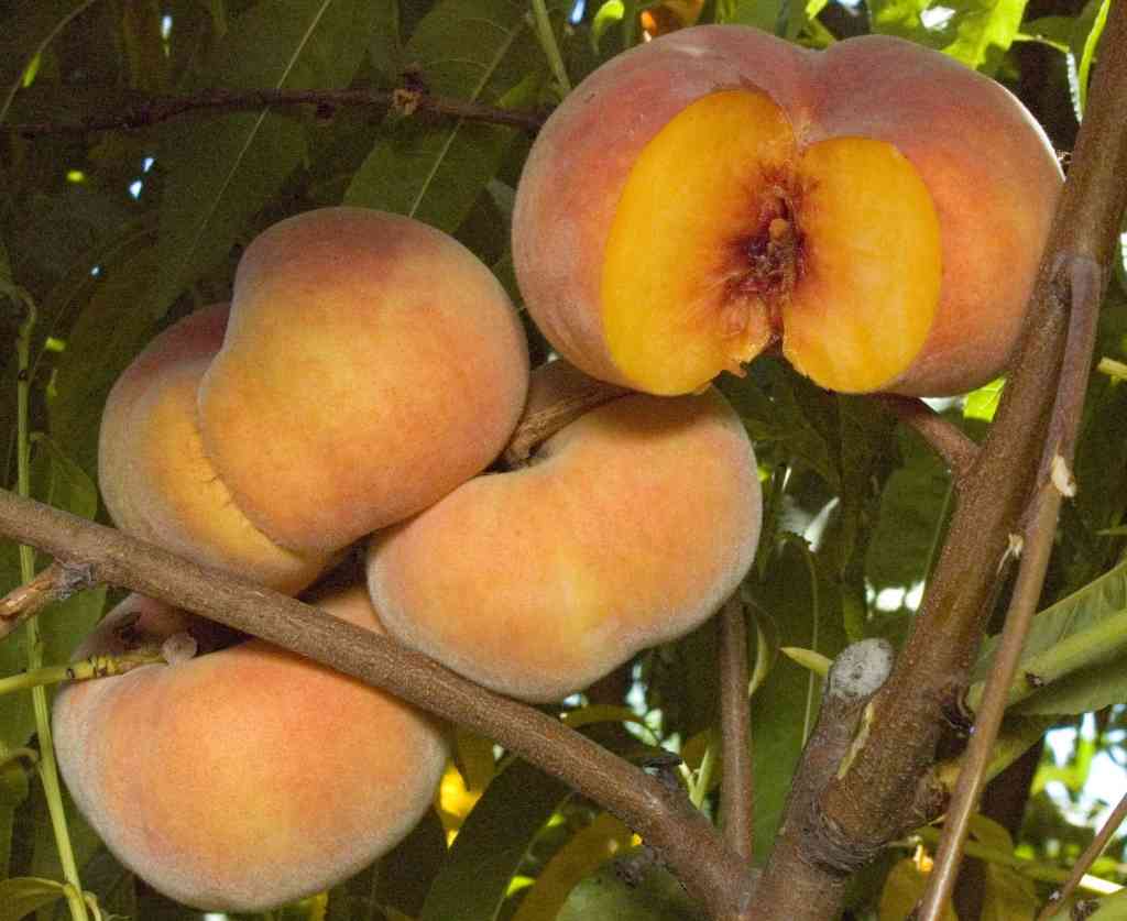 Sweet Bagel Donut Peach Tree – Sweet Flat Peach (Semi-Dwarf)