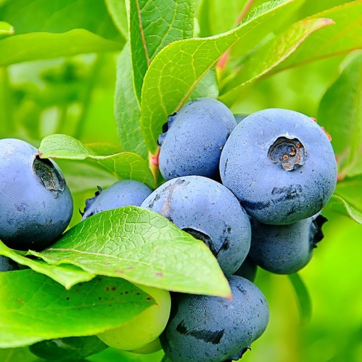 Bluegold Blueberry | Cold-Hardy Mid-Season Northern Highbush